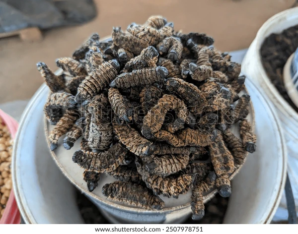 Mopane Worms - Mashonzha from Botswana - Mavhengs